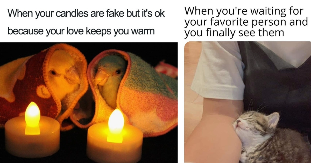 20 Soft-Hearted Animal Memes to Make Monday Moderately Magical and ...