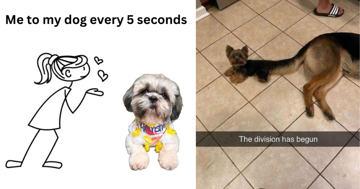 21 Dog Memes Your Dog Would Send You to Look at During Your Monday Work ...