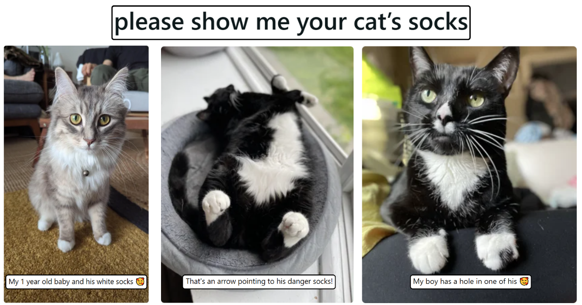 30+ Wholesome Winter-Ready Remarkably Cute Cats With Socks Warming ...