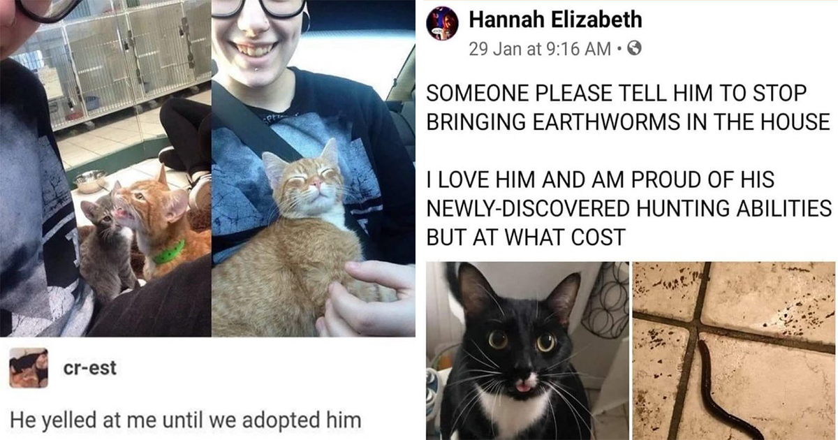 25 Giggle-Worthy Cat Memes for a Purrfectly Peaceful Fall Funday - I ...