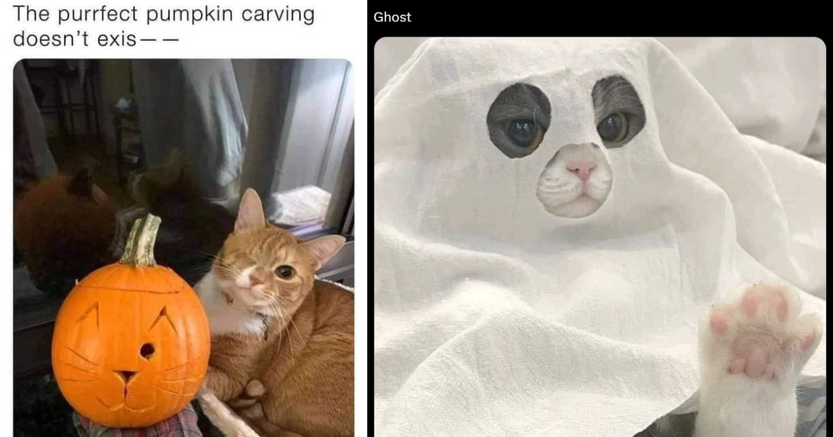 Meowlloween Collection of Cat Memes in Cute Costumes, Pretty Pumpkins ...