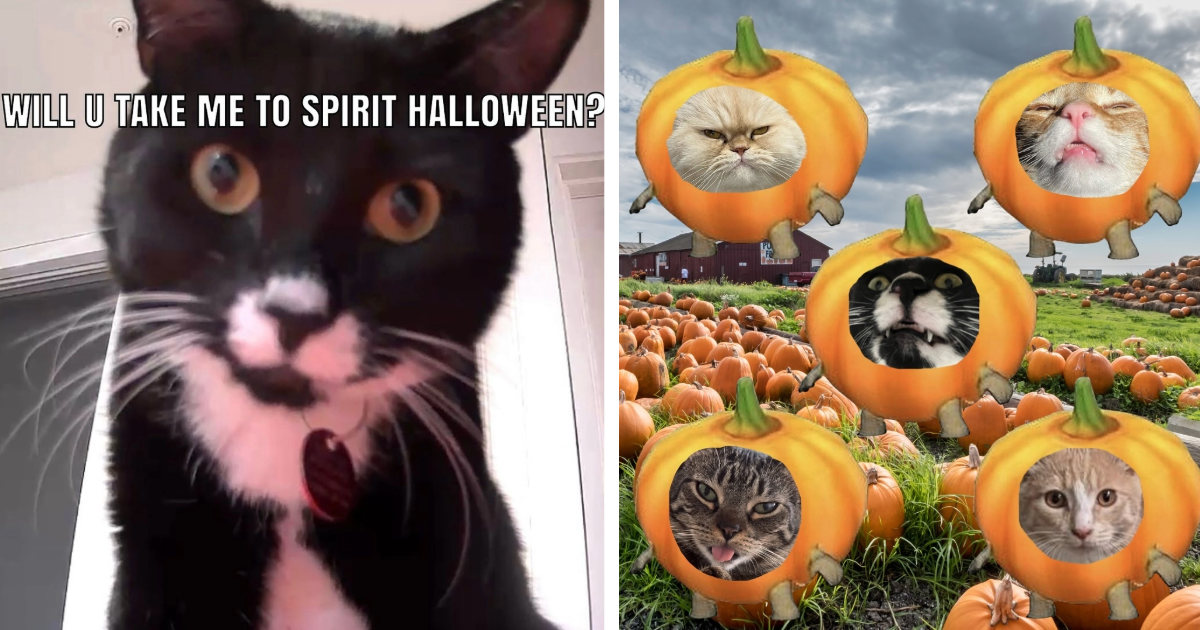 21 Hyped-Up Halloween Cat Posts to Remind Your Inner Child How Much ...
