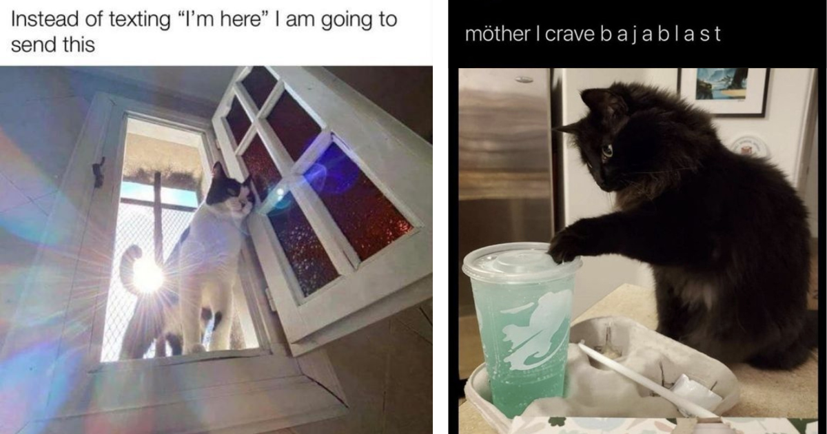 26 Meowing Memes Zig-Zagging in Zoomies For a Feline Furiday Night Out ...