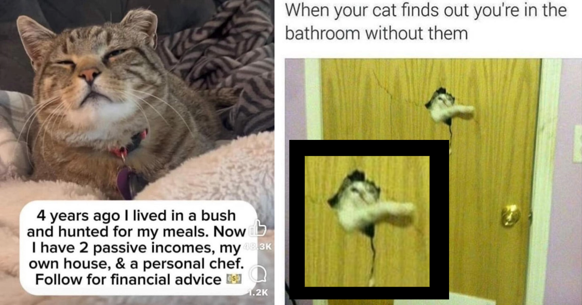 As Hoomantiy Falls, the Felines Shall Rise: 24 Hilarious Memes of Cat ...