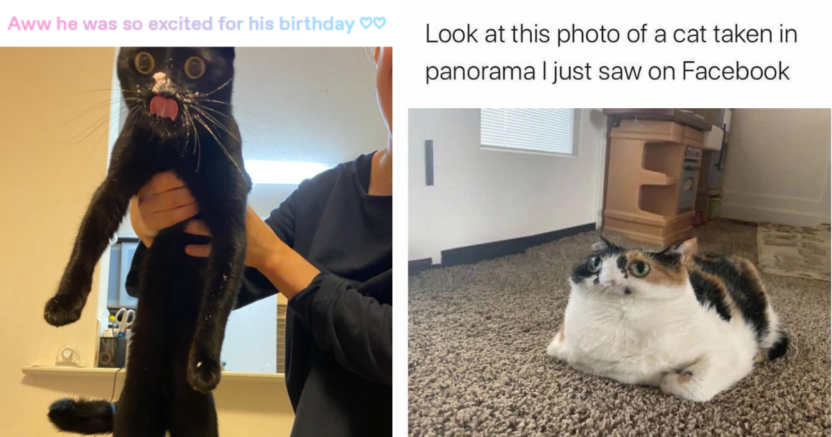 25 Out of Control Cat Memes Outrageously Outpacing Caturday by Zooming ...
