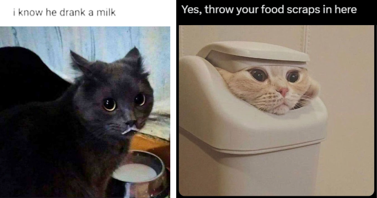 25 Sassy Sunday Cat Memes Causing Commotion About the Sass Signals They ...