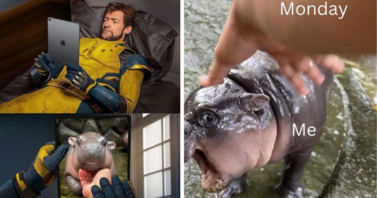 23 Relatable Roaring Moo Deng Memes to Remain Very Bothered and Very ...