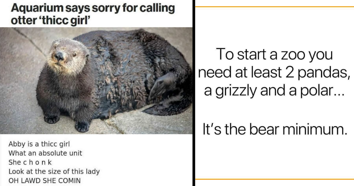 23 Wild Animal Posts Giggling With Goofy Howls and To Make Your Monday ...