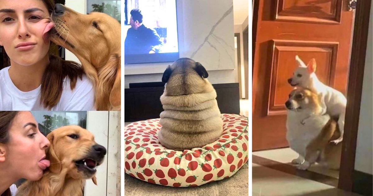 21 Fluffy Funny Doggos Digging For Fun-Loving Lovely Hoomans to Laugh ...