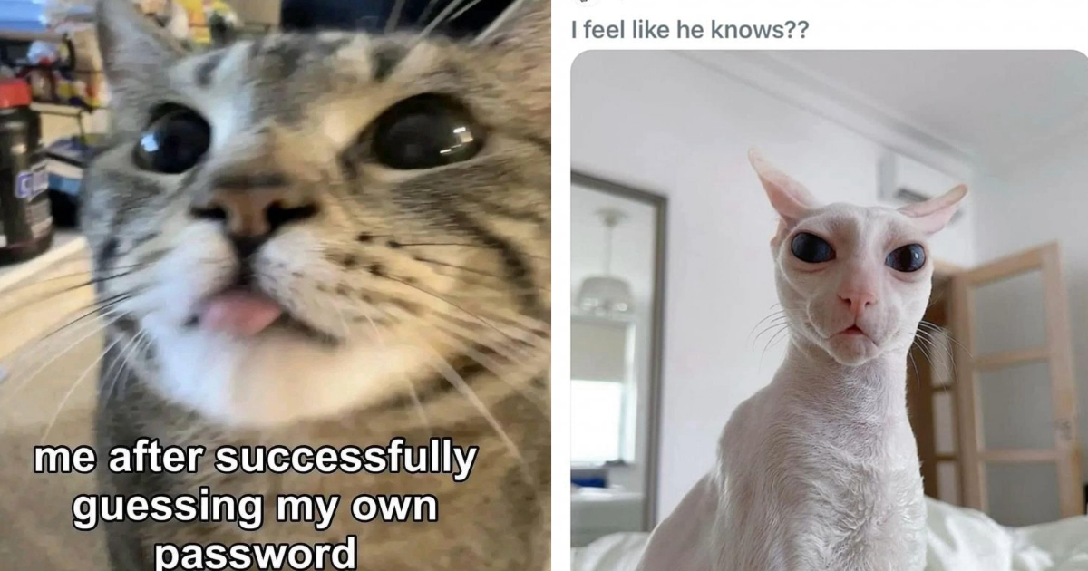 28 Times Cats Were Caught Being Sneaky and Suspicious to Show You How Ridiculous You Look Faking ...