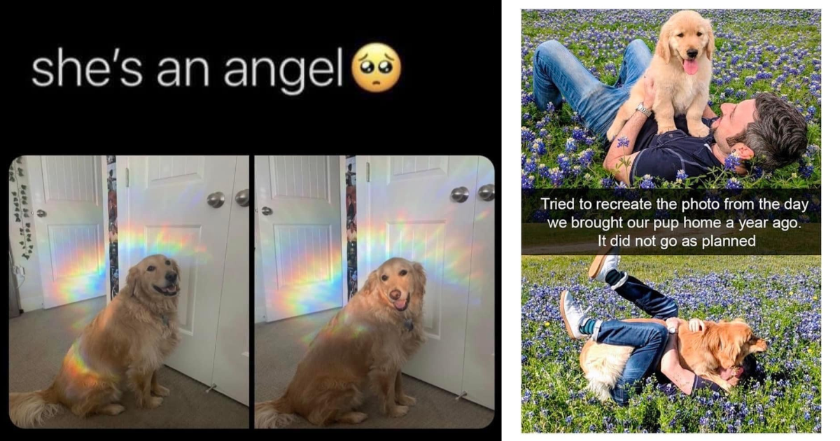 22 Heartwarming Hounds in the Form of Delightful Dog Memes Frolicking ...