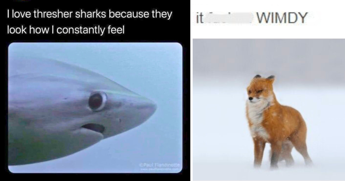 World Wild Web: 22 Animal Memes Making Their Way From the Feral Woods ...