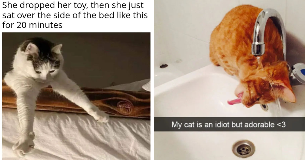 24 Purrfectly Hissterical Cat Memes to Warm Up This Cold Caturday ...