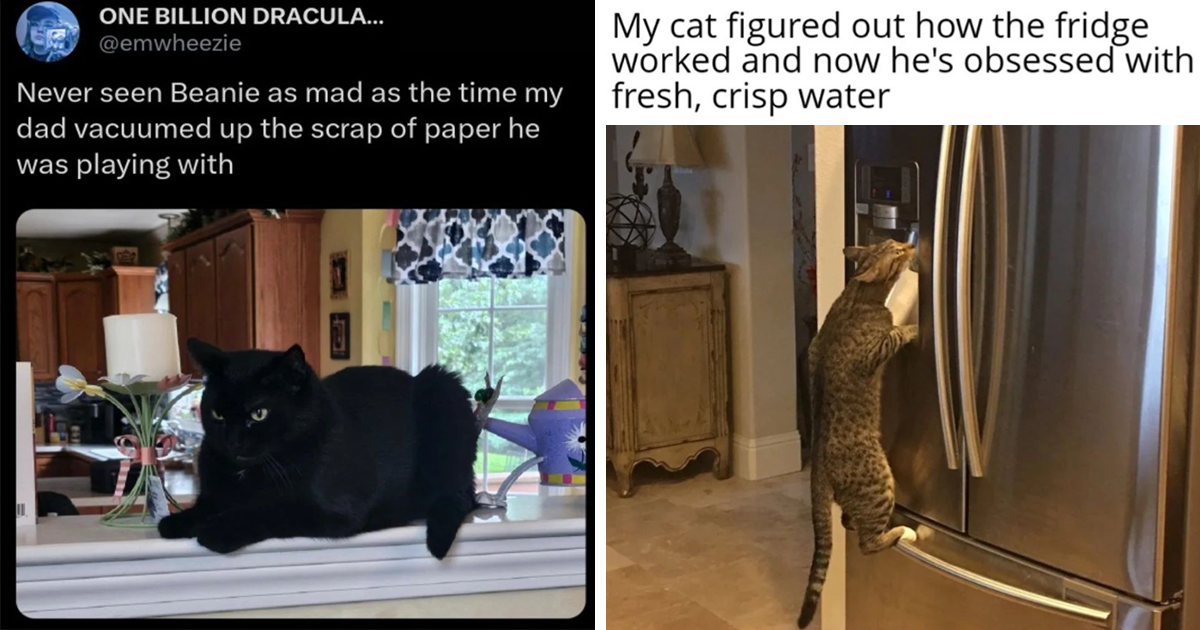 24 Cold Weather Cat Memes to Help You Purr Through the Autumn Chill - I ...