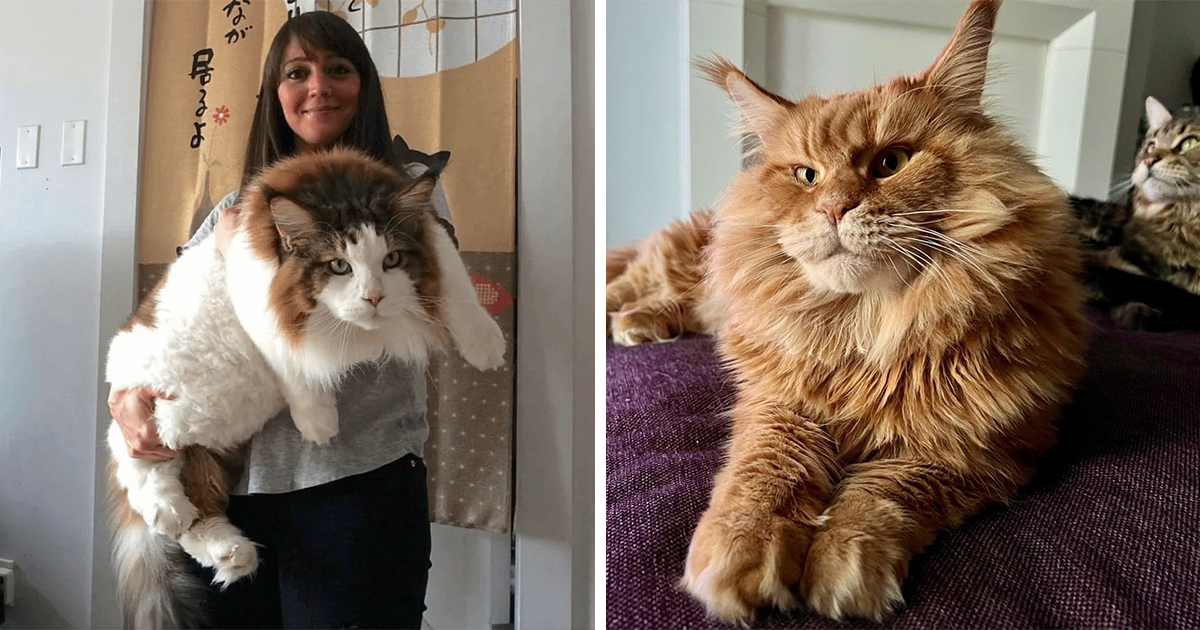 20 Extra-Large Cats That Are Big Enough to Take over Our Entire Living ...