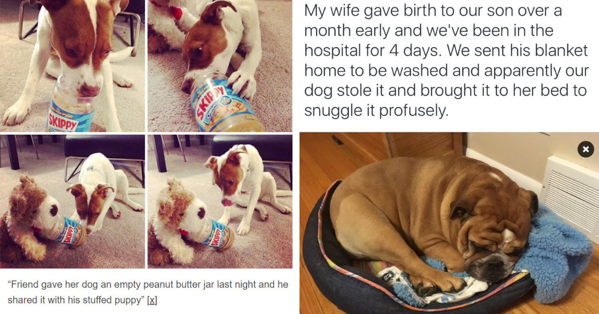 25 Uplifting Doggo Memes Fetching You a Hot Howling Cup of Cocoa to ...