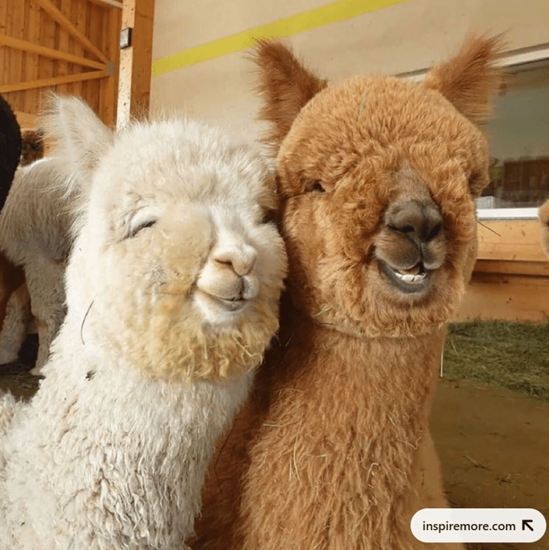 20 Memes and Funny Furry Photos of Feral Friends Falling in Love During ...