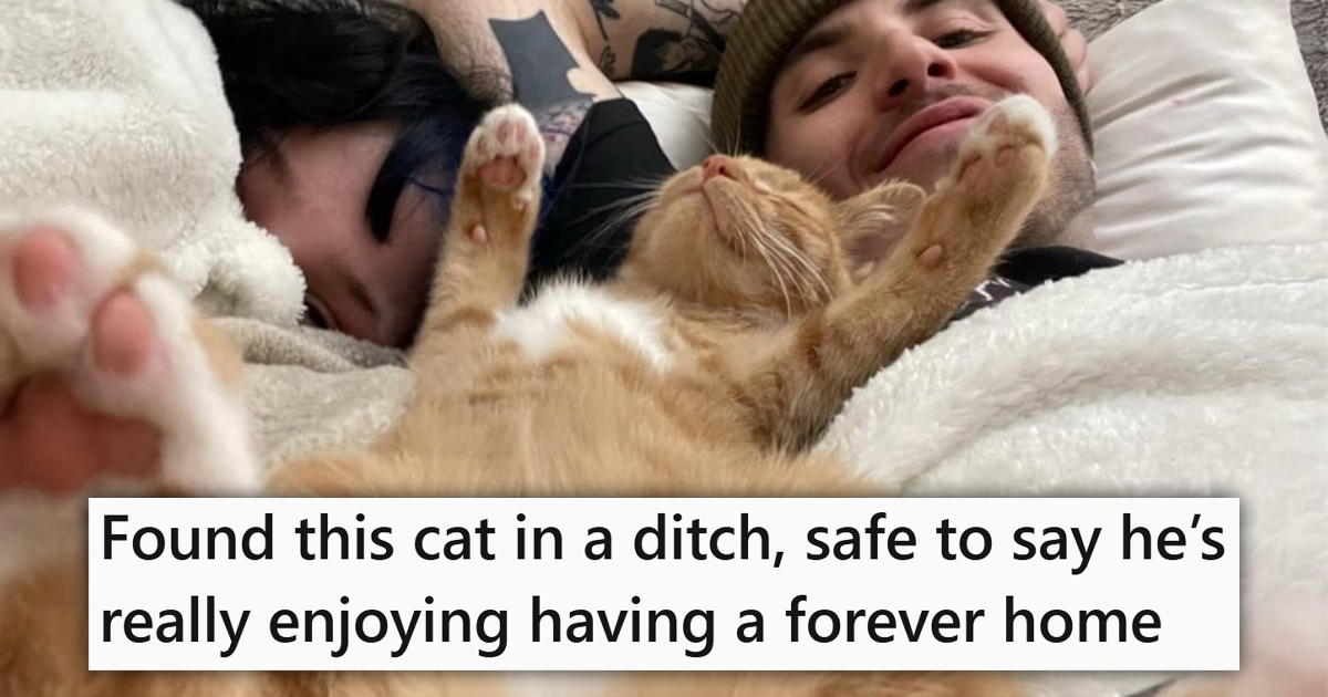 This Week’s Heartwarming Helping of Newly Adopted Cats for Fresh Feline ...