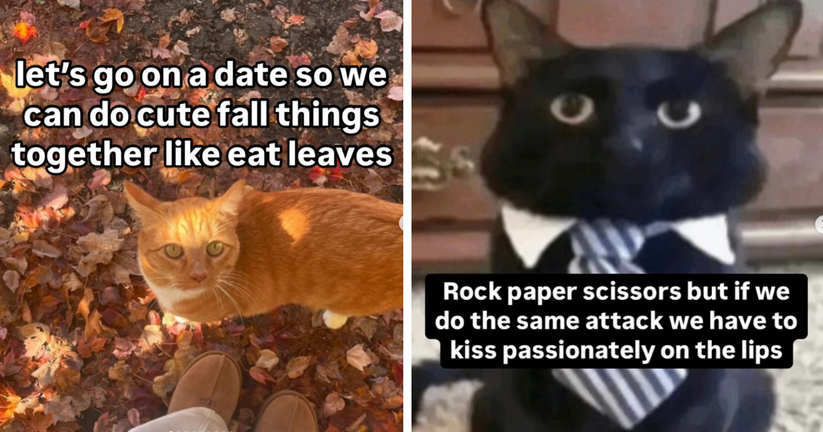 22 Feline Pheromone Fall Memes for Feral Kitty Cuties Snuggling Up Over ...