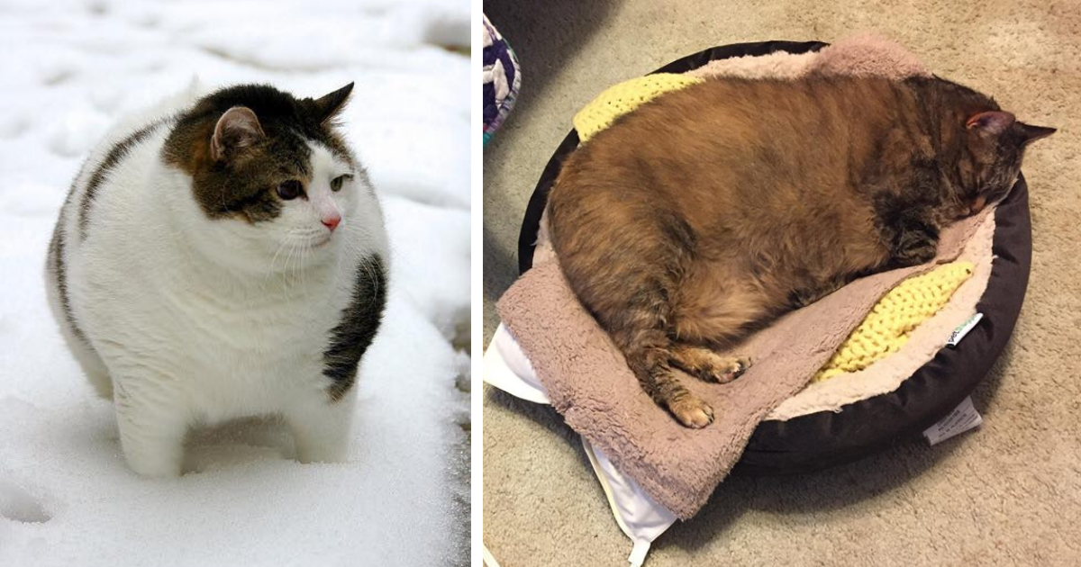 24 Cute Chonky Cats Celebrating a Cheerful Carbs Season By ...