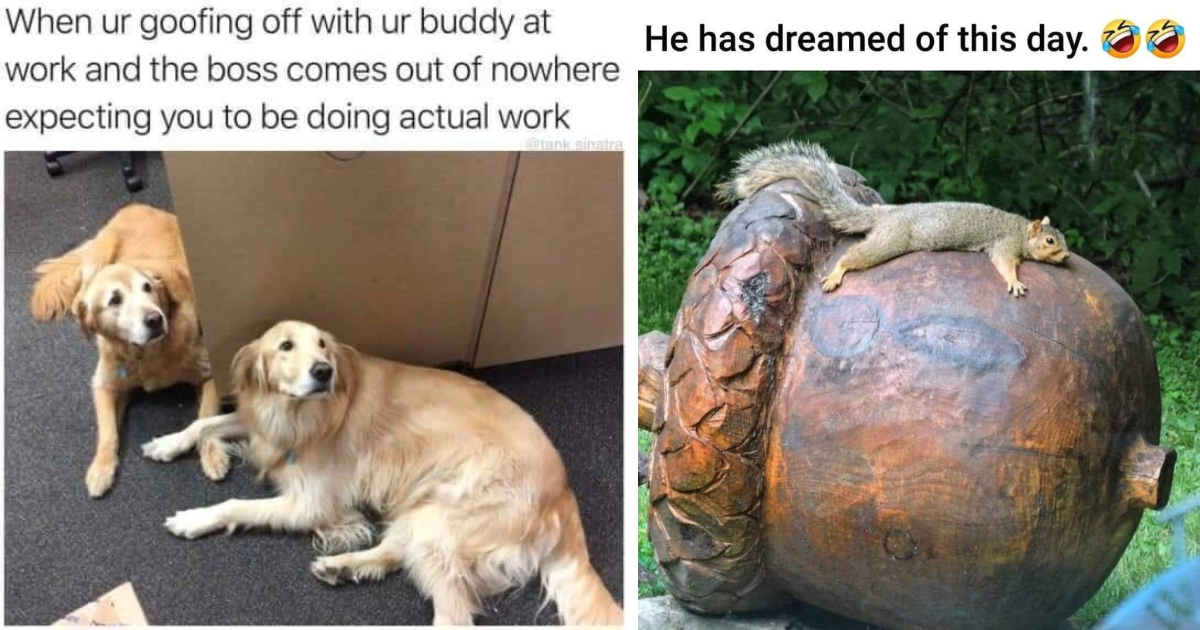 28 Adorable Animal Memes Escaping Into the Wholesome Wild to Weasel Out ...