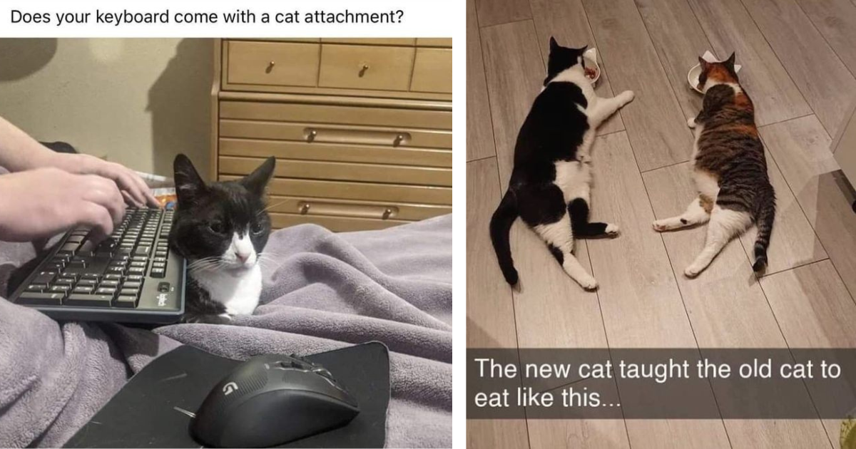 22 Coo-Coo Cat Memes Madly Meowing For a Feline Filled Full Wholesome ...