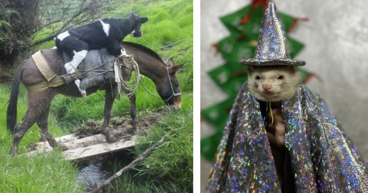 Top 26 Adventurous Animals of the Week: Awesome Animal Pictures of the ...