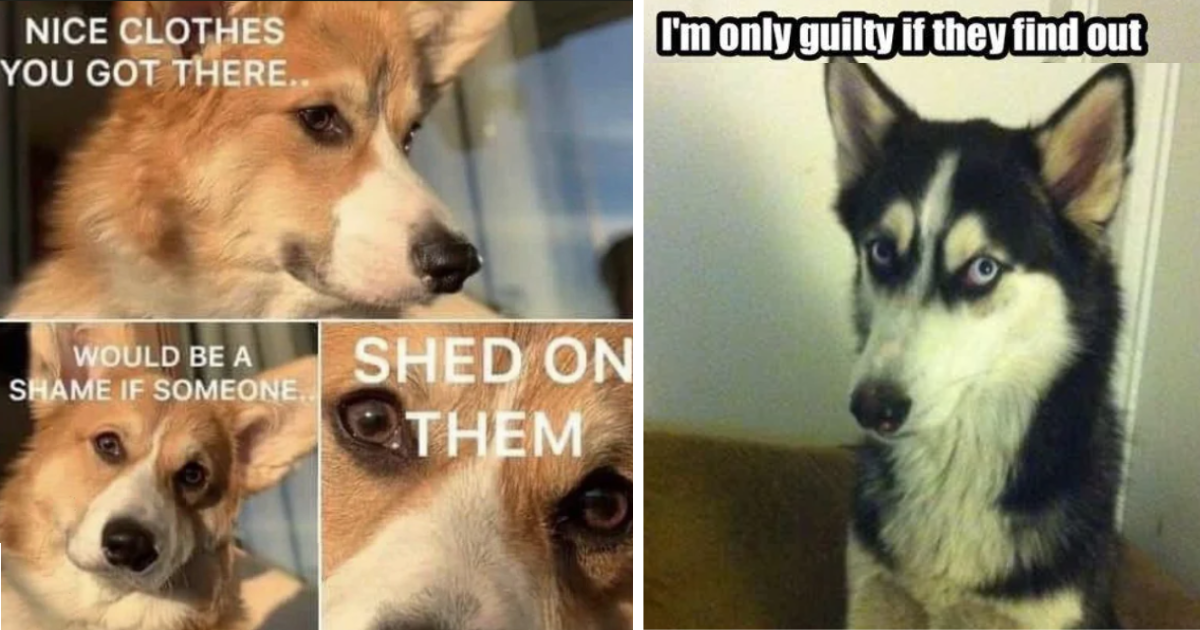 A Magnificent Mass of Messy Memes Marveling at Canines Caught ...