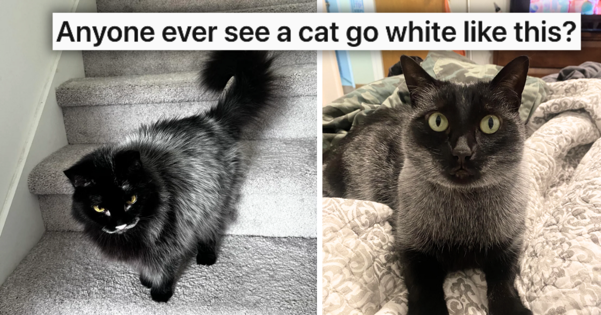 I Can Has Cheezburger? - void cats - Funny Animals Online - Cheezburger