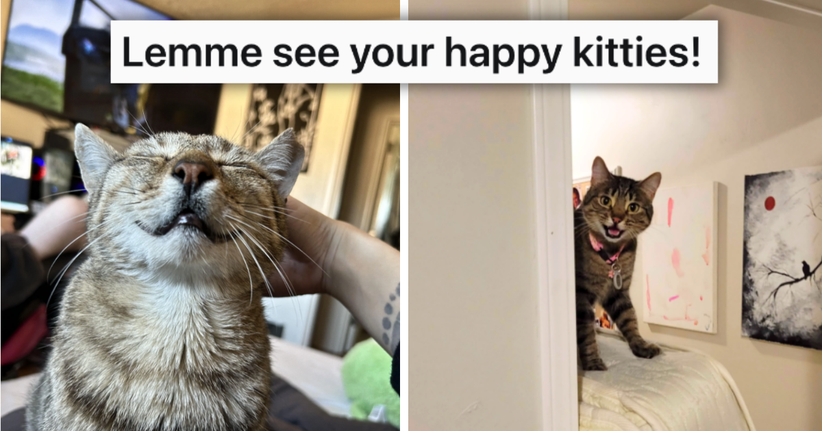 24 Wholesome Happy Cats Healing Even Your Worst Workday With Purr Joy ...