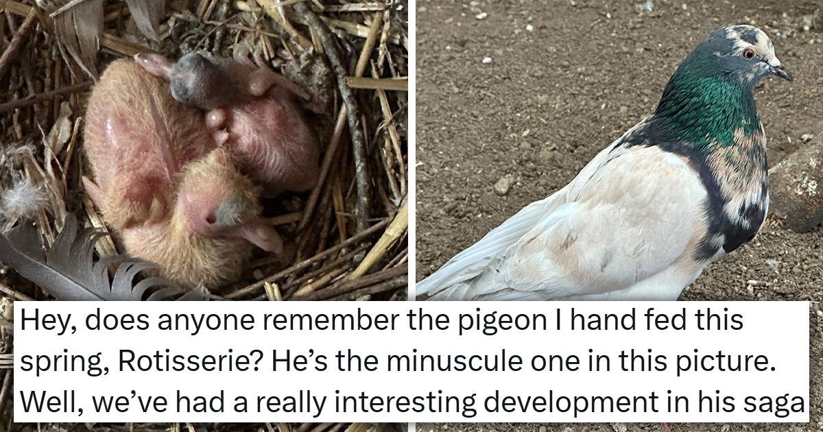 'My fingers touched his beating heart!' Pigeon That Was Born Tiny and ...