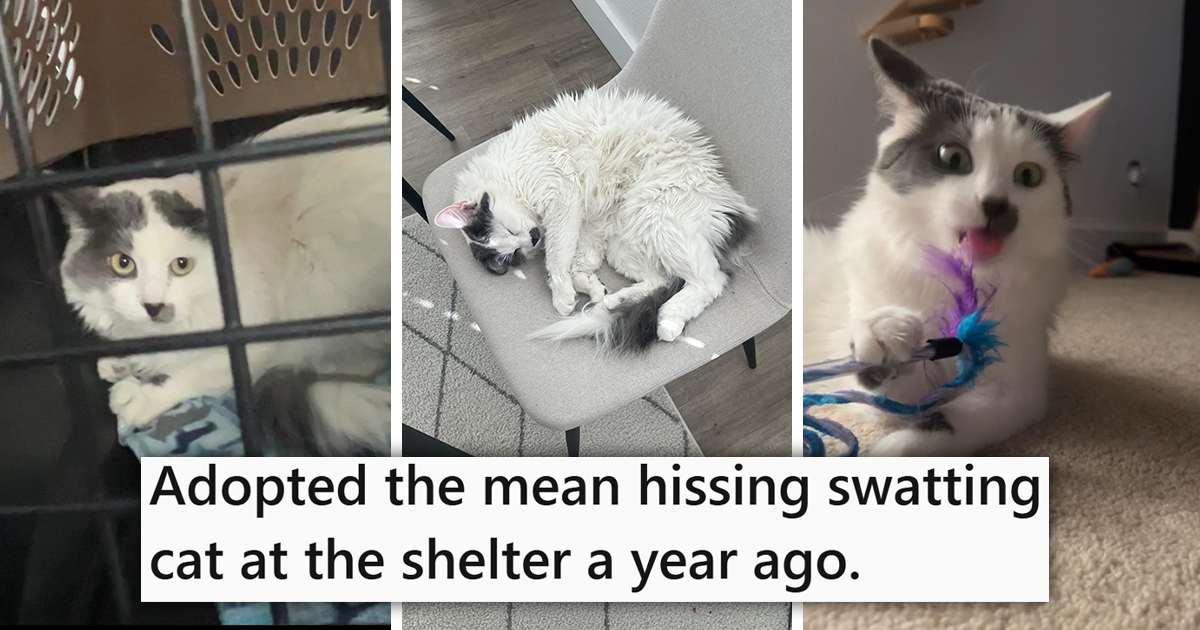 Person Adopts the ‘Mean, Hissing, Swatting’ Cat That No One Wanted at ...
