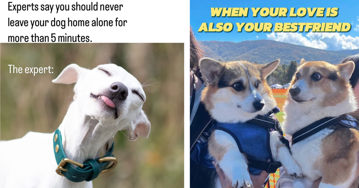 22 Dopey Doggo Memes Handing Howls of Laughter For a Funny and ...