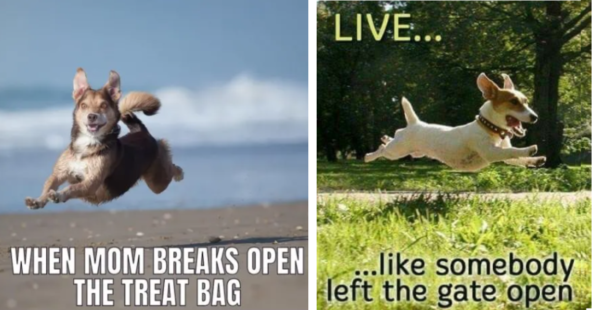 26 Captivating Canine Memes to Kickstart Your Week With a Can-Do ...