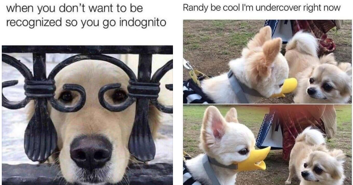 Shhhh! These Are 24 Secret Dog Memes Undiscovered Undercover Having ...