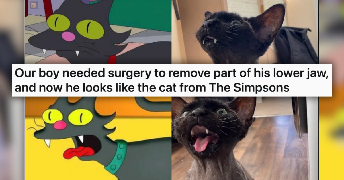 Heartwarming Hooman Spends Big to Get Their Cute Cat Life-Saving ...