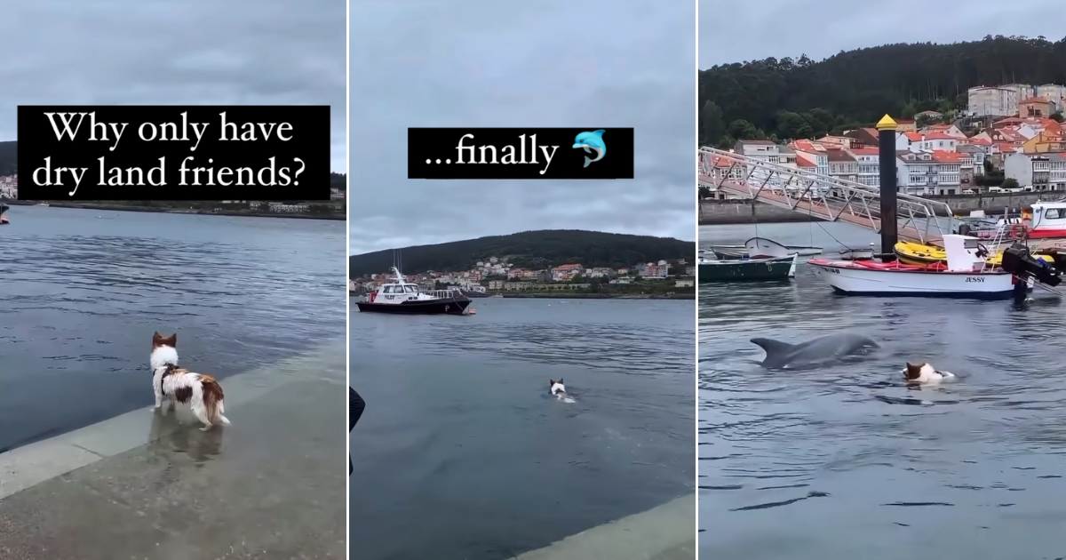 Cute Doggo Forms Unique and Rare Relationship With Dolphin ...