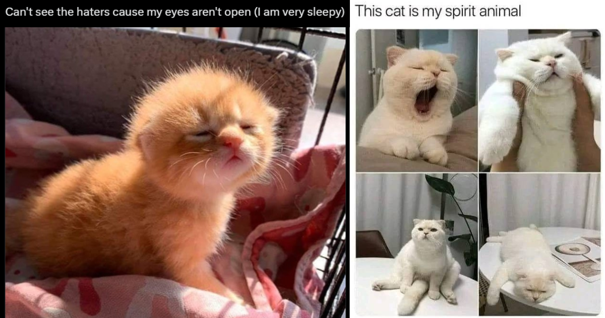 22 Fatigued Feline Memes Taking a 16-Hour Nap Nocturnating During the ...