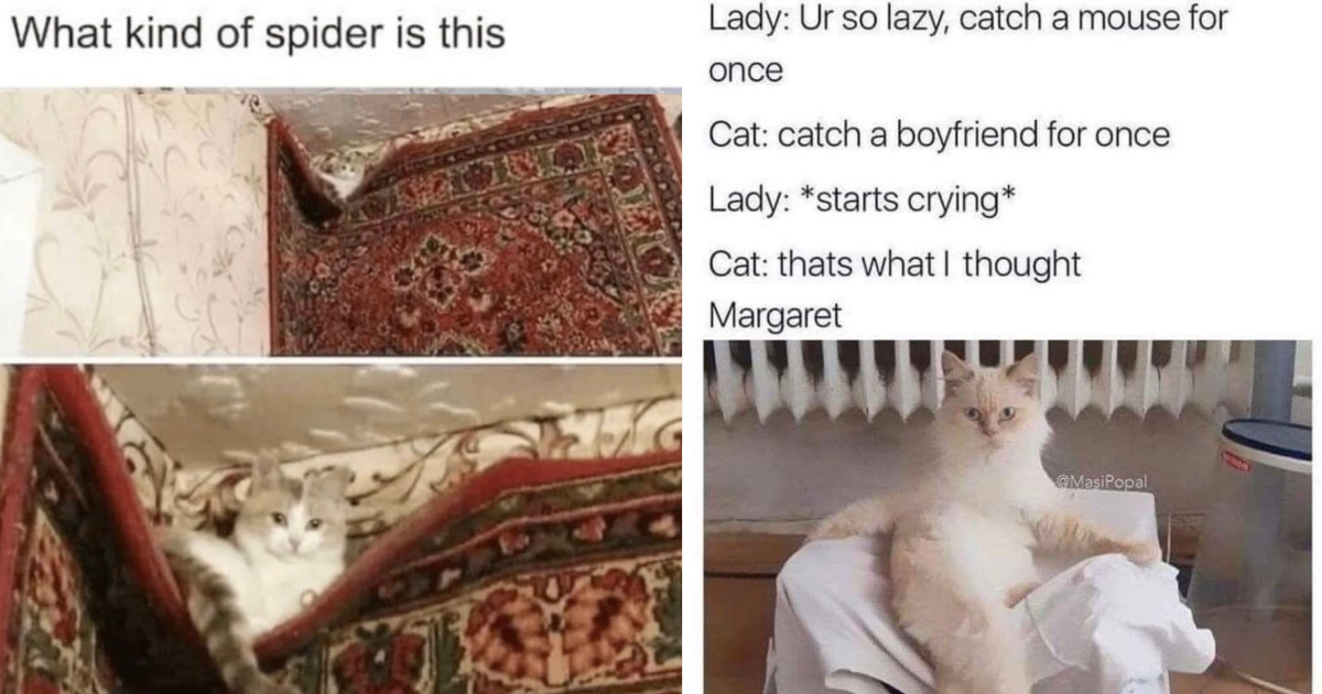 The Hilarious Hijinks of House Cats: 26 Funny Feline Memes to Soothe ...