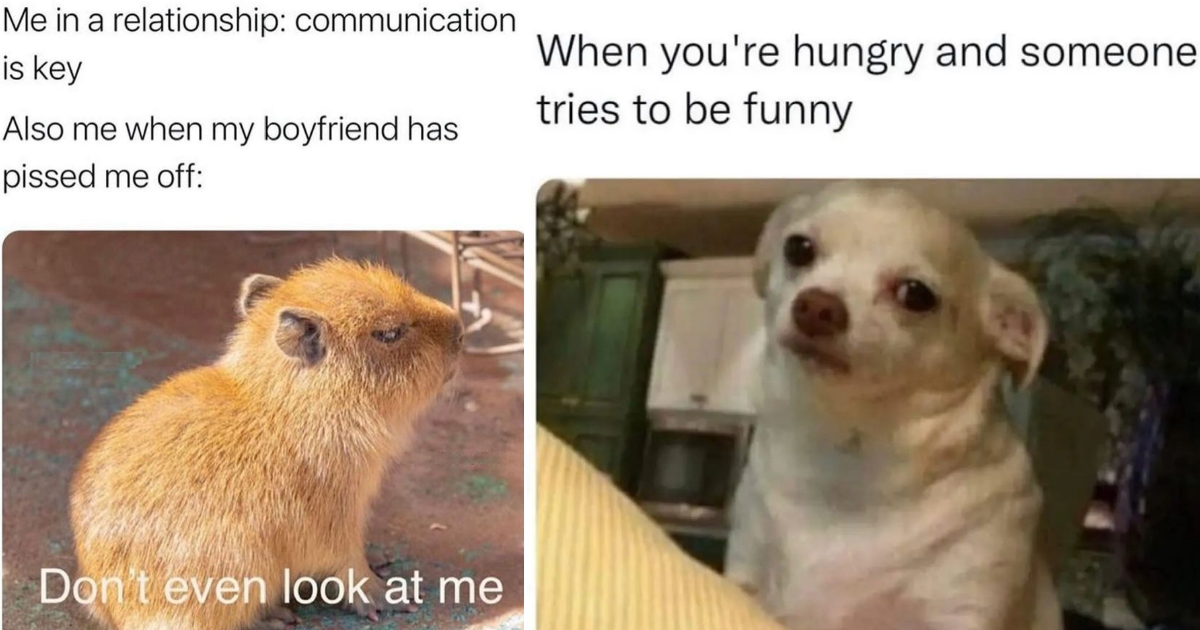 21 Emotionally Aggressive Animal Memes for Frustrated Office Workers ...