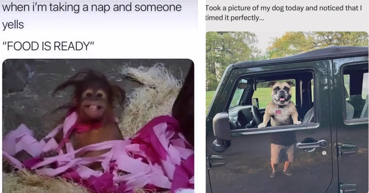 23 Eclectic Animal Memes That Are Just as Hilariously Hectic as a ...