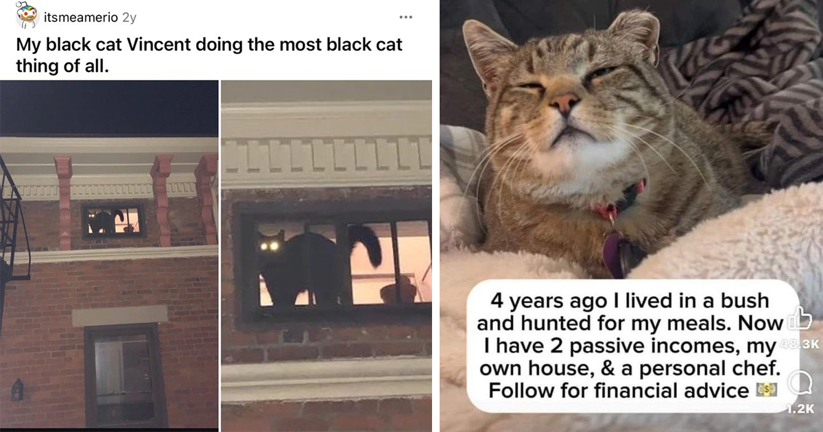 20 Hissterical Cat Memes to Cozy Up With on a Chilly Autumn Morning - I ...