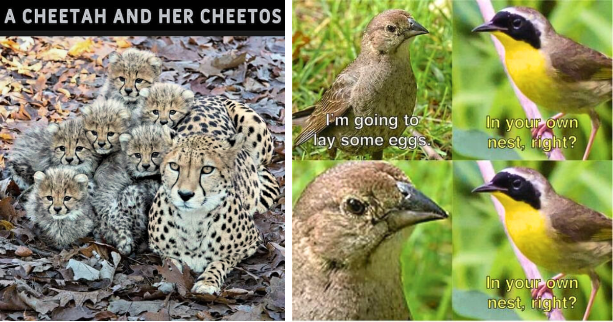 World Wild Web: 25 Wildlife Memes of Audacious Animals Roaring Real ...