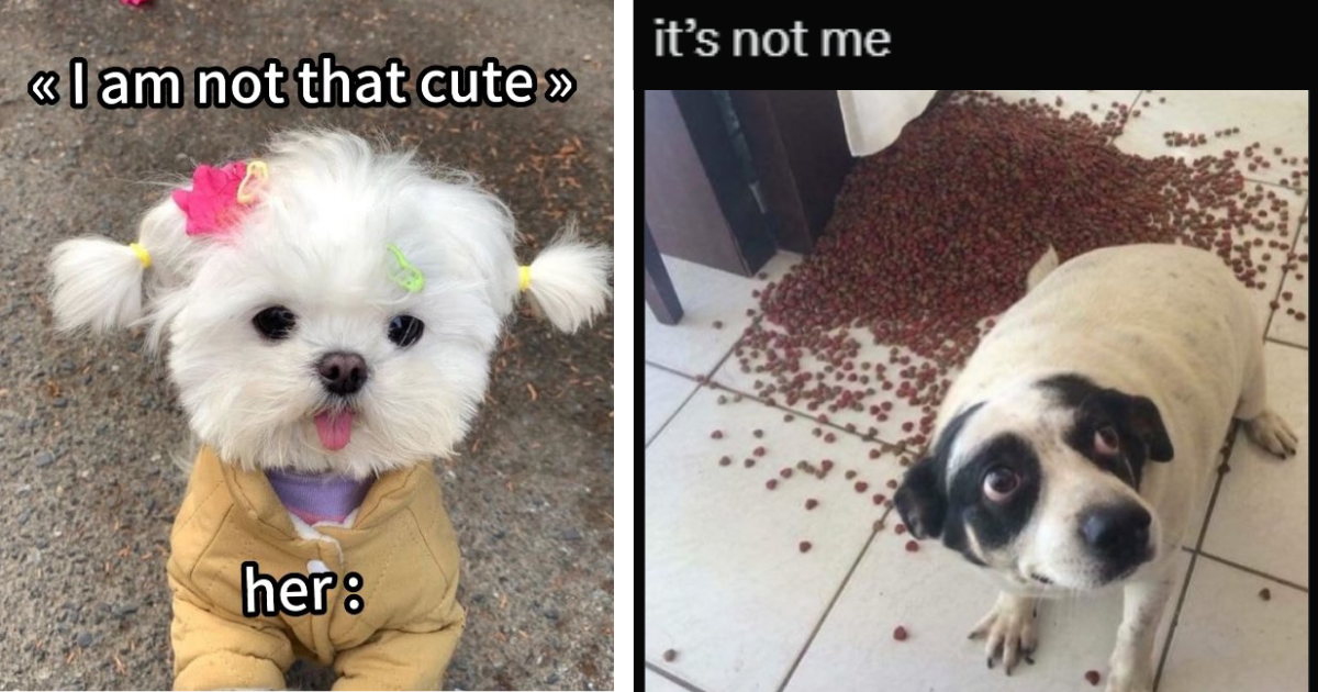 21 Happy Hounds in Meme Form of Funny Fluffy Floofs Fetching Howls of ...