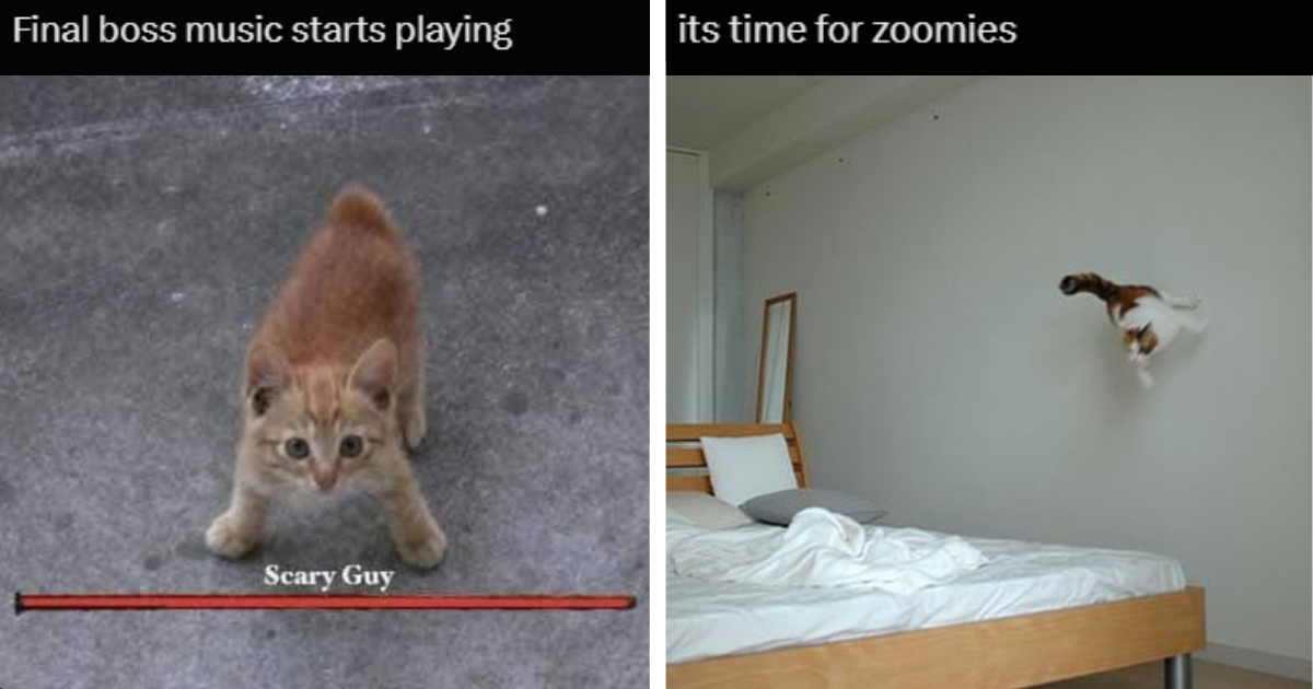 24 Outrageous Cat Memes Zip-Zapping in Zoomies and Entering Fuzzy ...