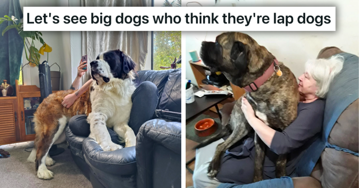 23 Gigantic Goofball Doggos Who Insist That Every Lap is Made for ...