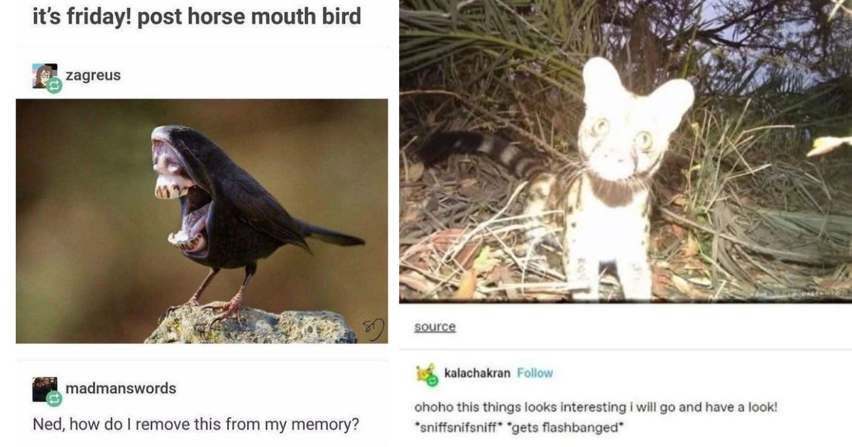 25 Ridiculously Random Animal Tumblr Posts for Fed-Up Millennials Who ...