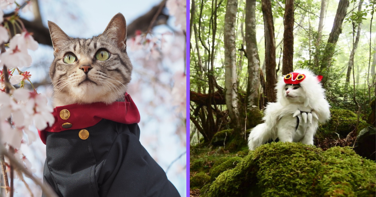 Skilled Cat Dad Sews Homemade, Anime-Inspired Cosplay Costumes for His ...