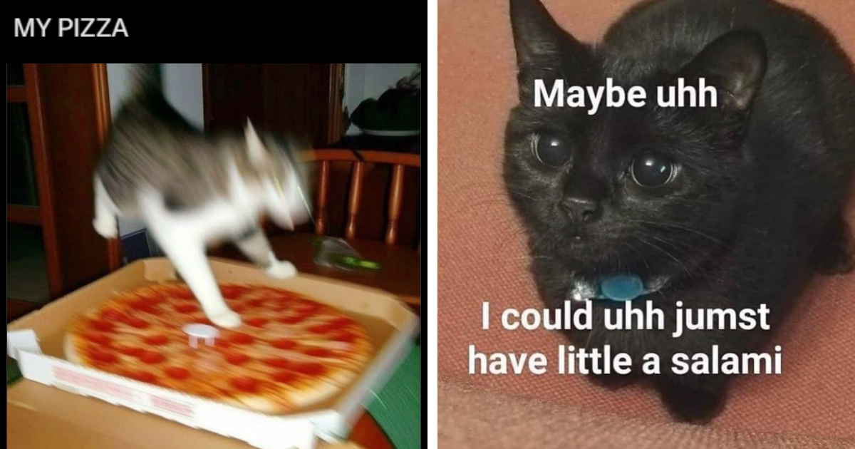 22 Foodie Feline Memes Coming to Your Food With Full Feline Intent of ...