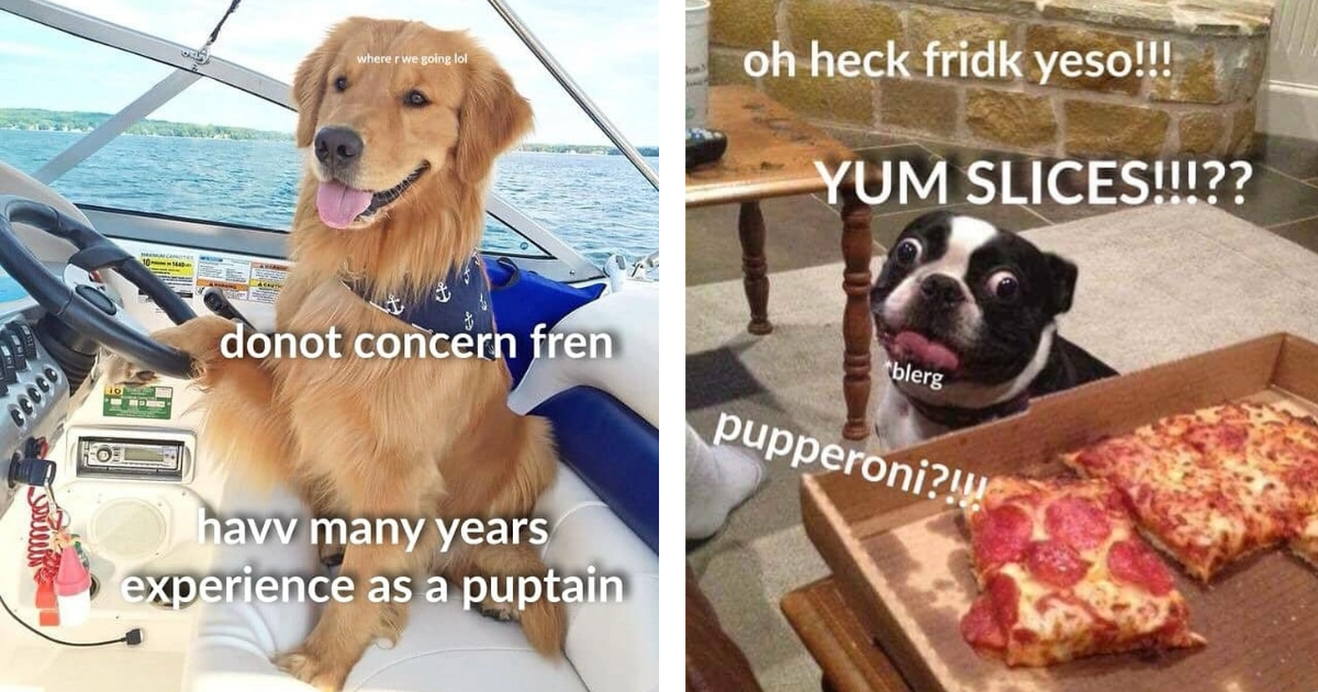 26 Fumbling Canine Funnies for Hardened Hoomans Who Need Their Daily ...
